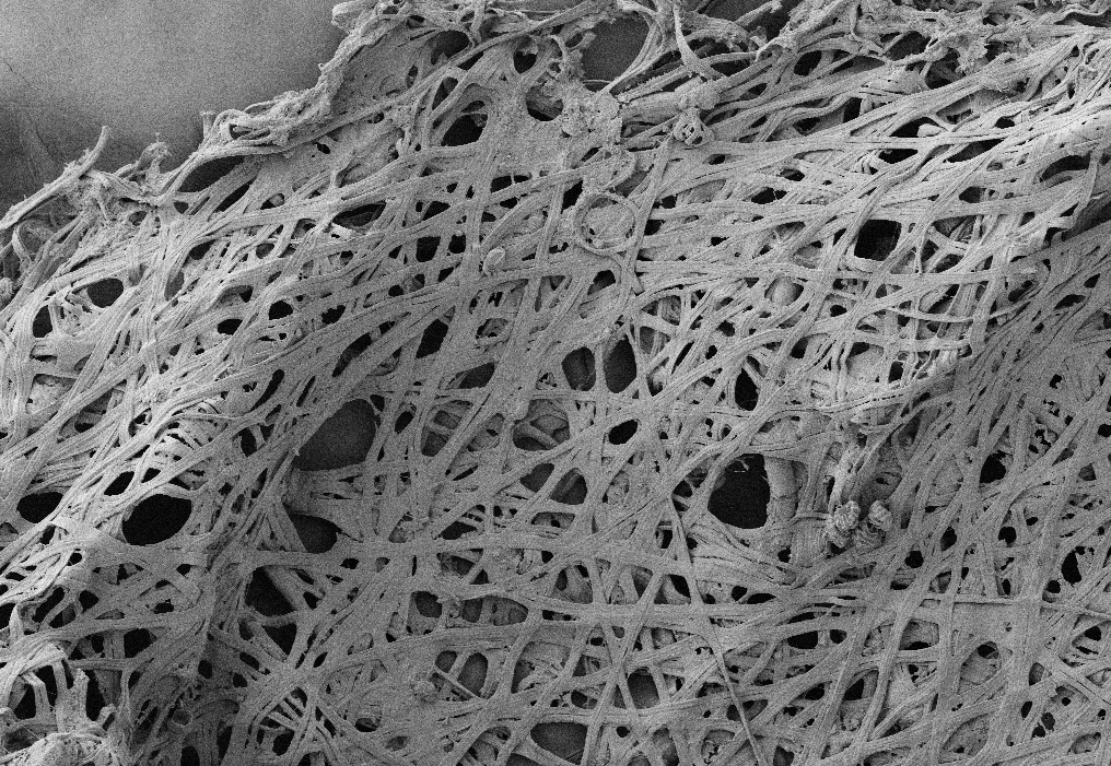 Nature’s secret glue – Dulcie